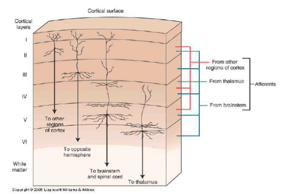Cortical Layers - Mental Construction