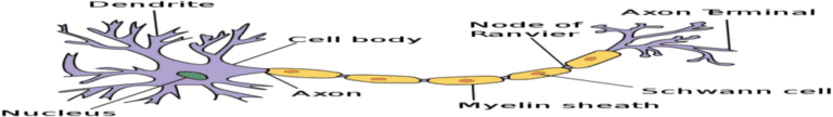 Neuron Schematic - Mental Construction